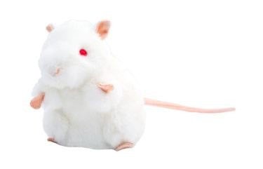 white lab mouse